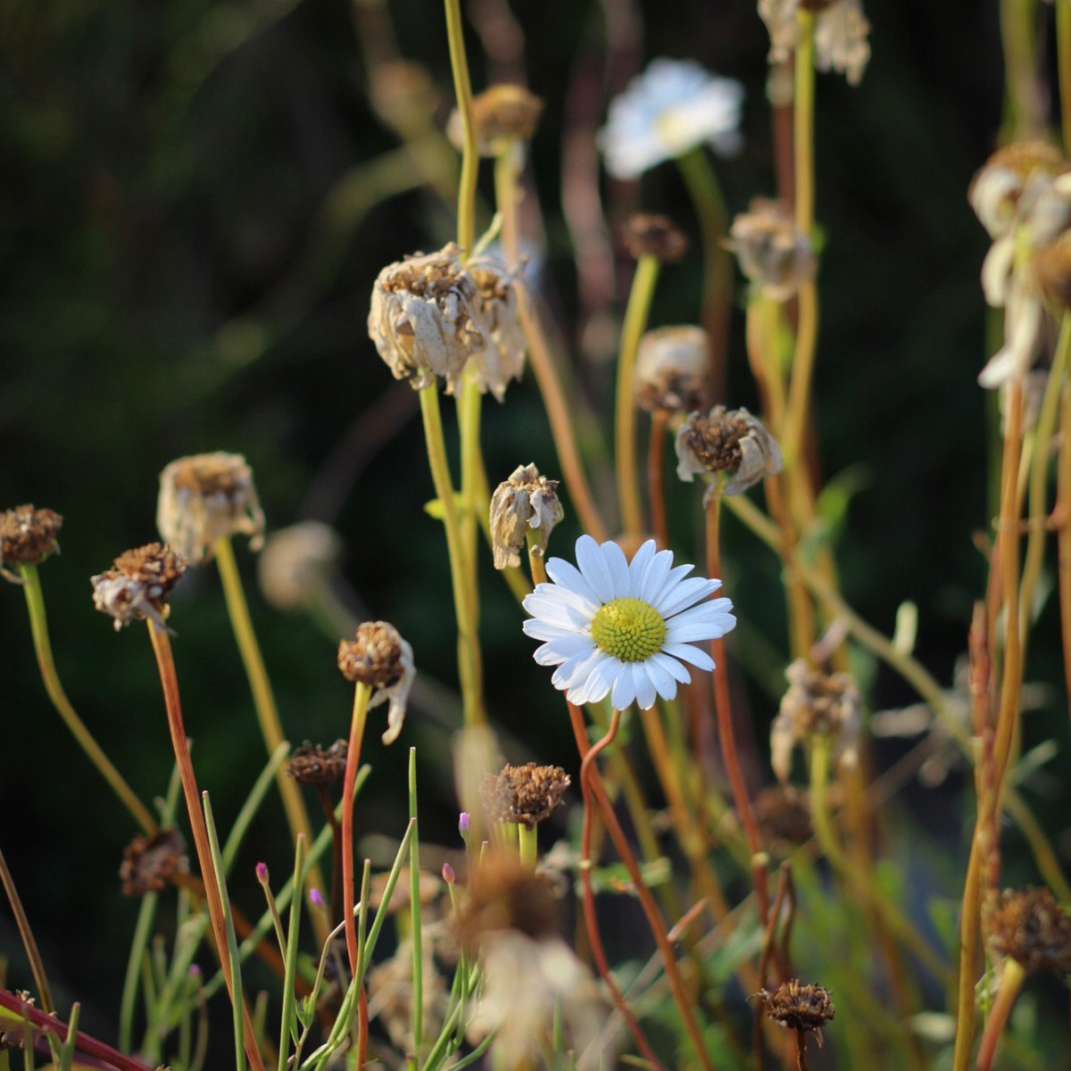 Big News for The Fox and Dingo – The Fox and Dingo